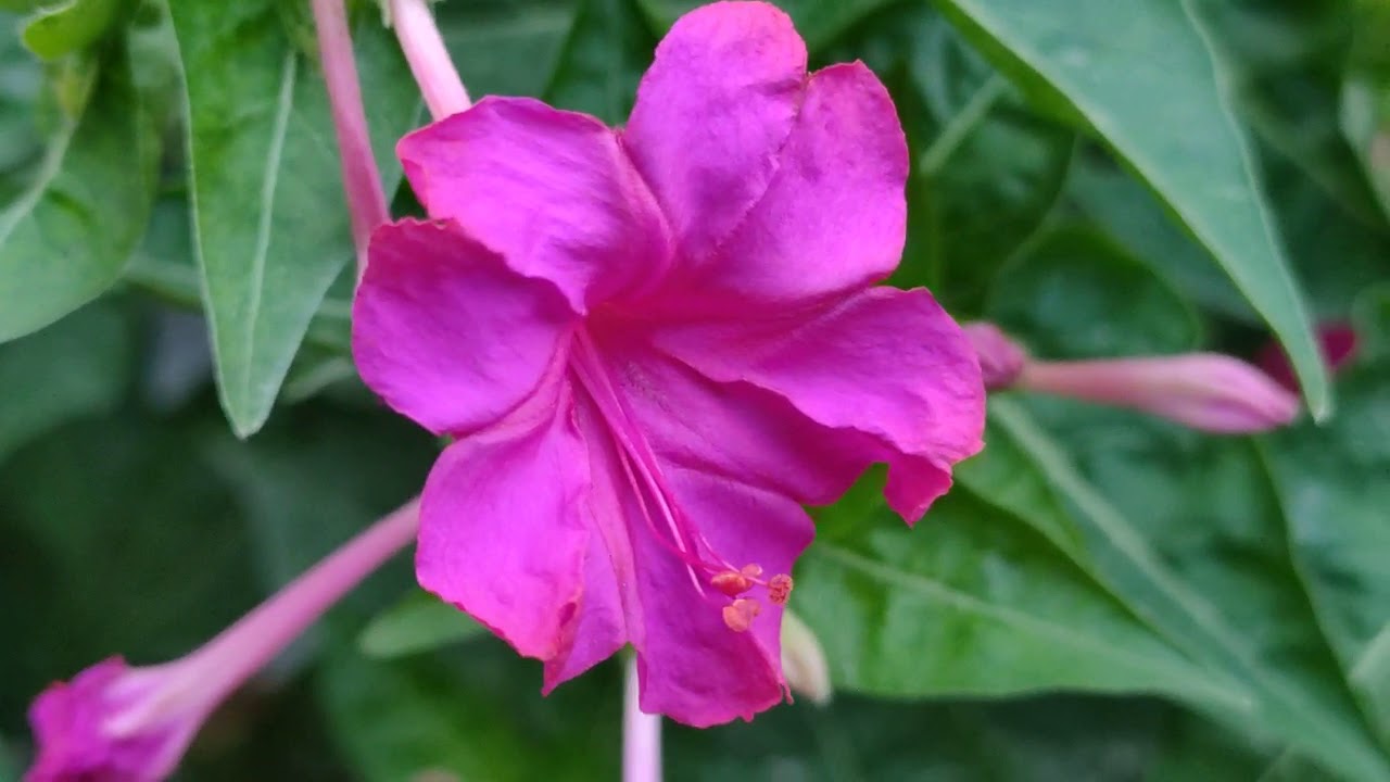 How to Grow and Care Mirabilis Jalapas / Marvel of Peru / Sandhya Malti ...