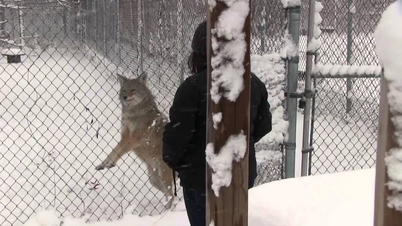 "Spotlight on: Wolf Park" - YouTube