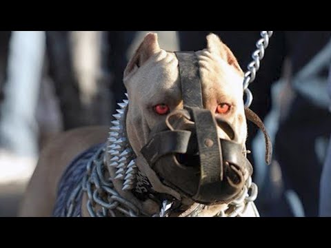 Beslemenin ve Yaklaşmanın Yasak ve Tehlikeli Olduğu 8 Saldırgan Köpek