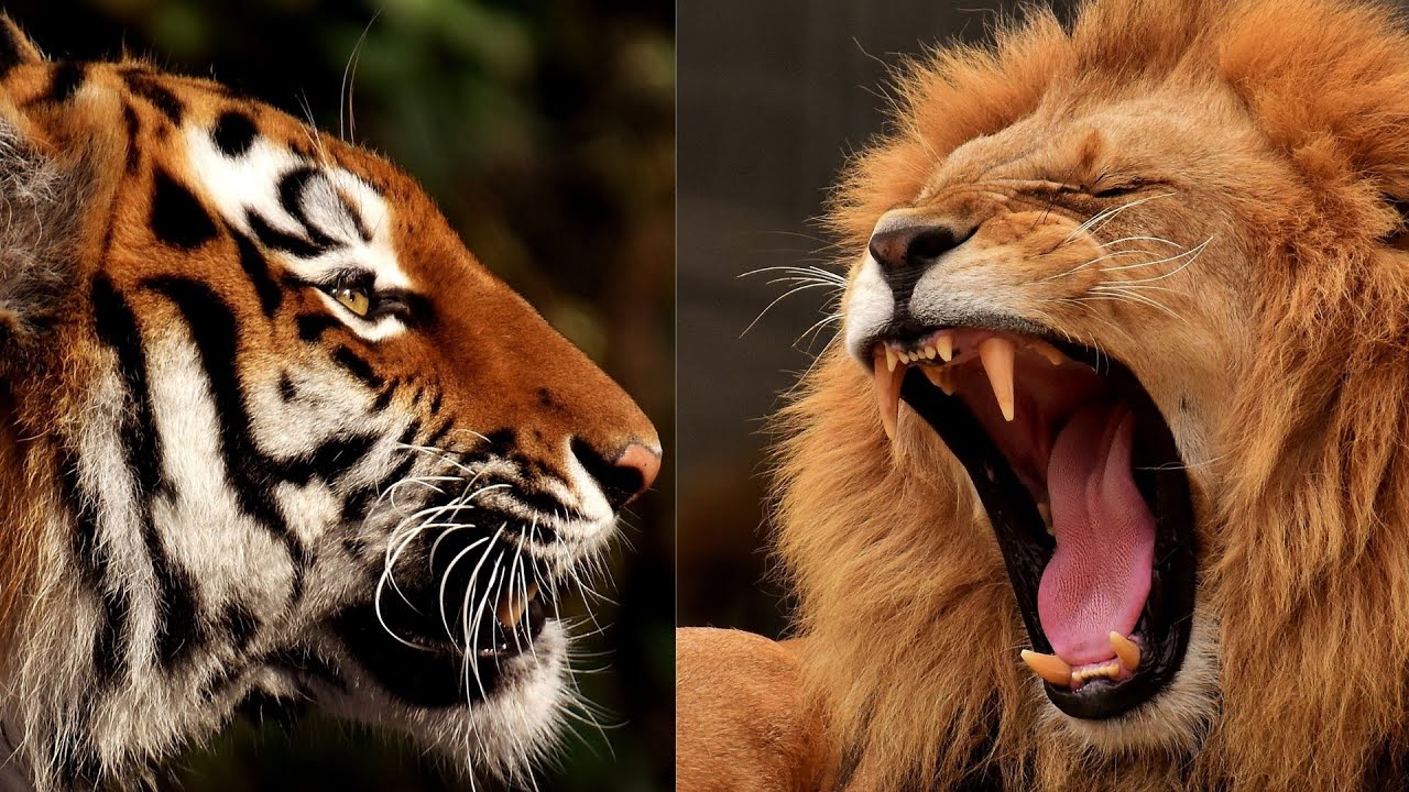 Lets Learn of Wild Cathemeral Animals in the Jungle - YouTube