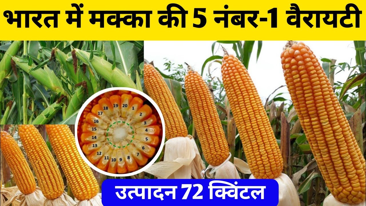 मक्का की टॉप 5 वैरायटी//गर्मी में मक्का की खेती कैसे करें/Makka ki top ...