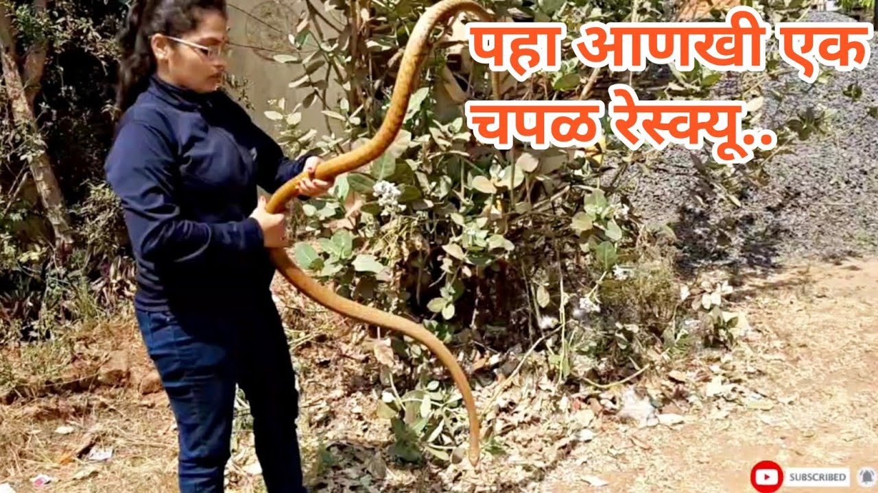 Ratsnake rescued in the middle of the city by Nirzara Chitti. - YouTube