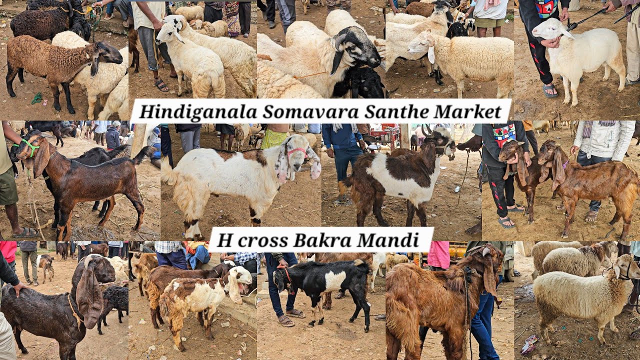 Bakra Mandi | Cheapest goats & sheeps Market | Hindiganala Somavara ...