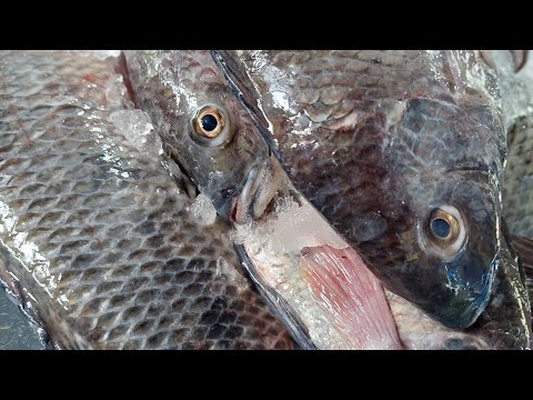 pilopi