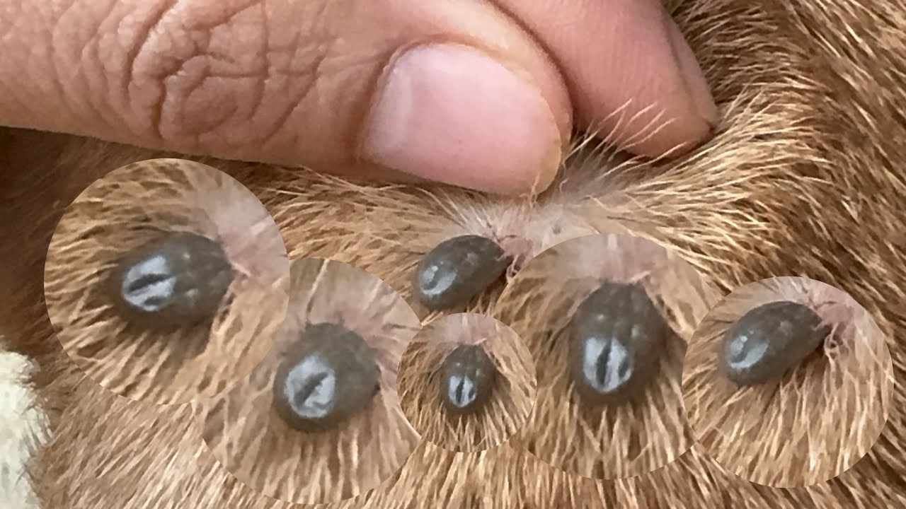 Many big and small ticks remove everyday - YouTube