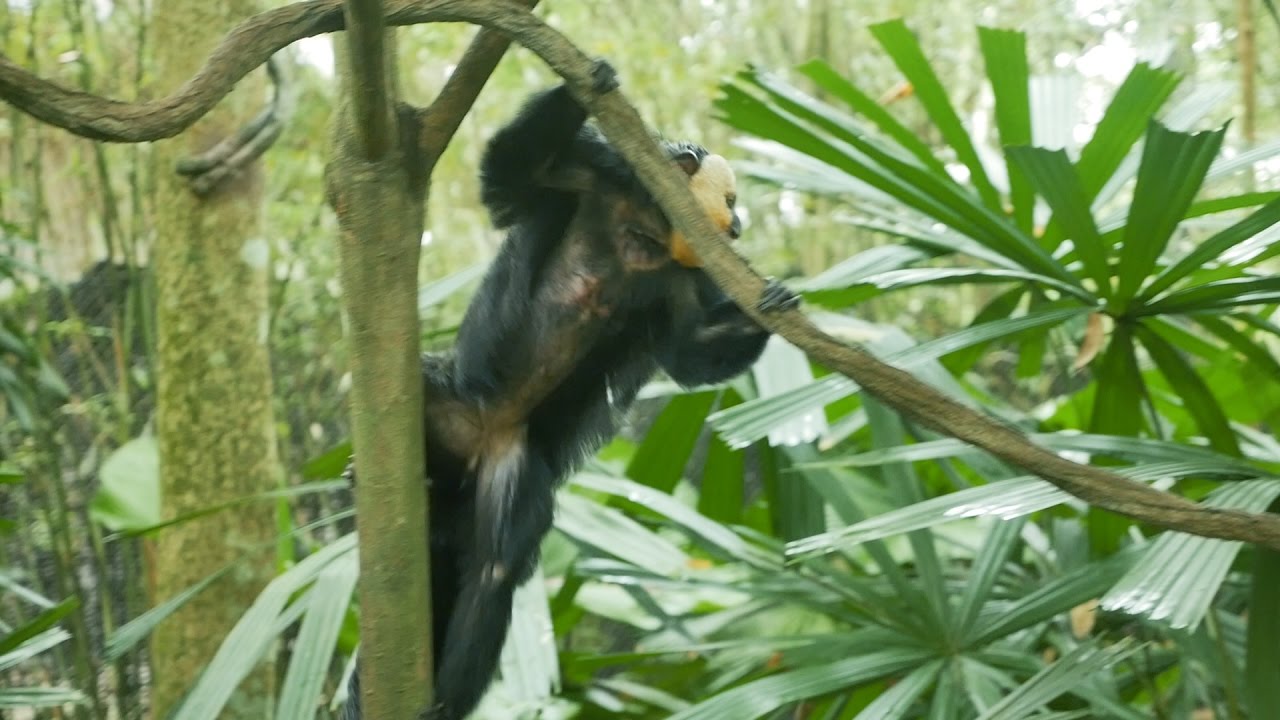 Saki Monkey Video || Kala Bandar ki Video || Black Monkey Video || बंदर ...