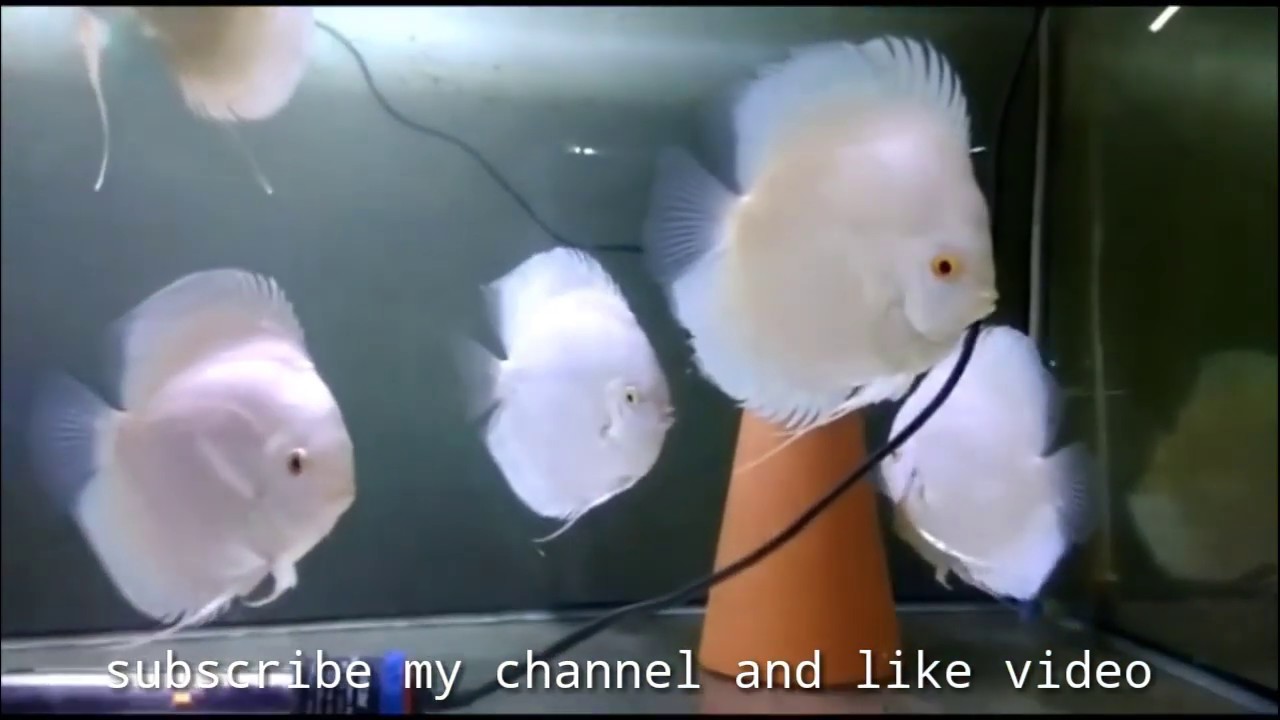 Albino Platinum Discus Fish - YouTube