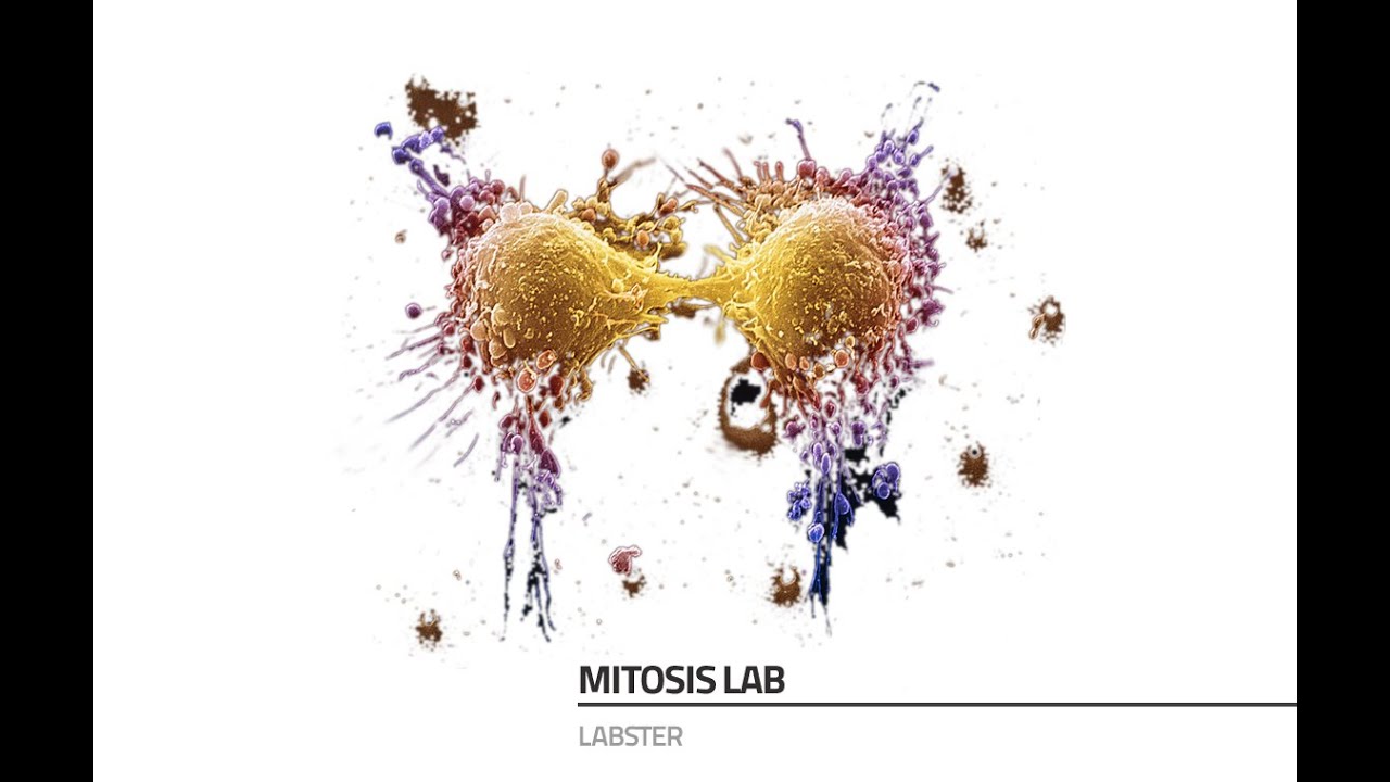 Testout lab simulations not loading - lophey