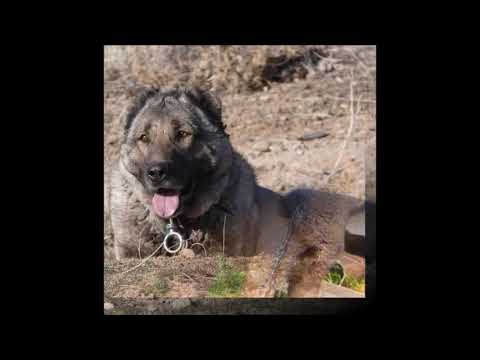 ALABAY  KANGAL   AKBAŞ   MALAKLI