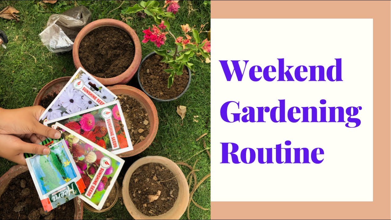 Weekend Gardening Routine | हमने इस weekend में अपने बगीचे में क्या ...