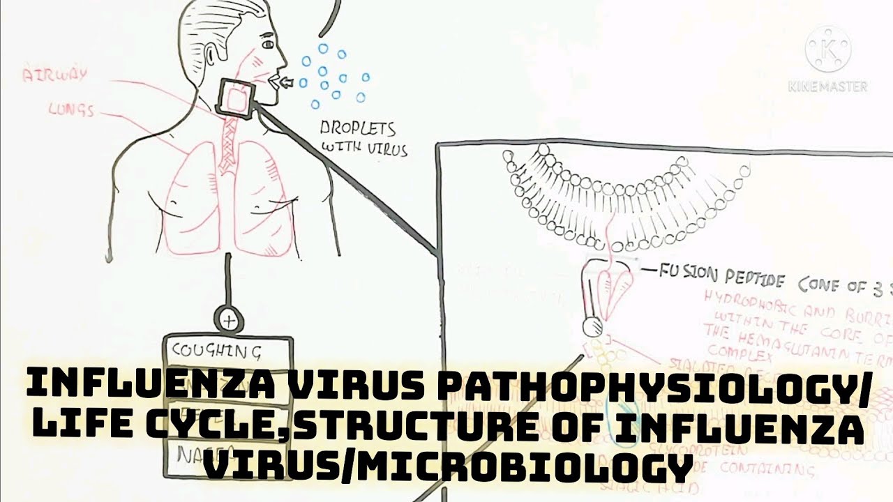 Influenza Virus Pathophysiology(Flue)Life Cycle,Microbiology ...