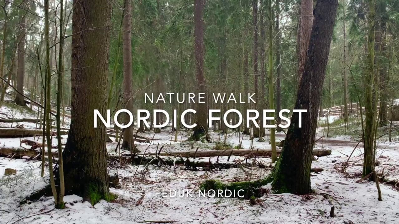 (HD) Calm Winter Forest In One Take - YouTube