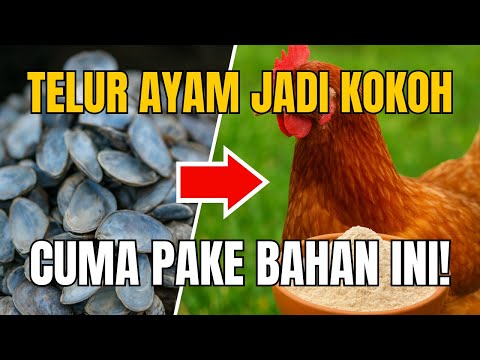 Dari Sampah Jadi Emas! Cara Buat Tepung Cangkang Kerang untuk Ayam Petelur