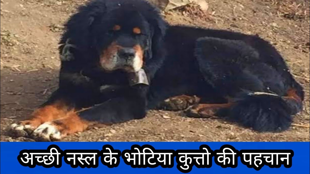 Pure Bhotia Dog Or Mix Bhotia Dog भोटिया कुत्ते की पहचान कैसे करे # ...