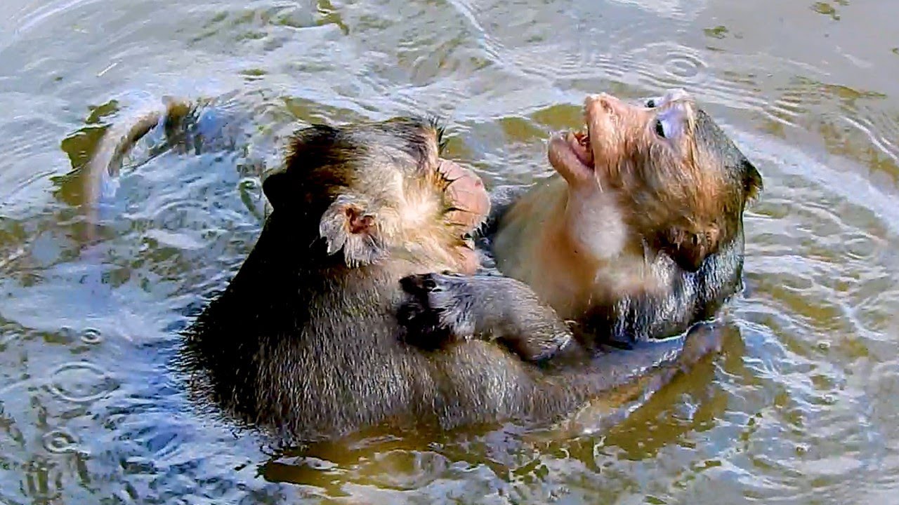 Fresh Cool. Sweetness Of Couple Monkey Playing In The Pool So Romantic ...
