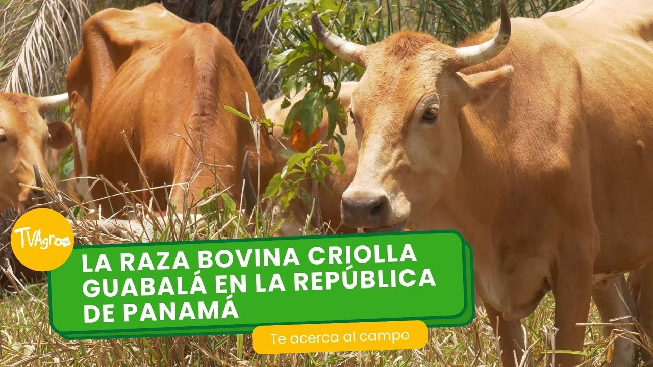 La raza bovina criolla guabalá en la República de Panamá 🐂 - TvAgro por ...