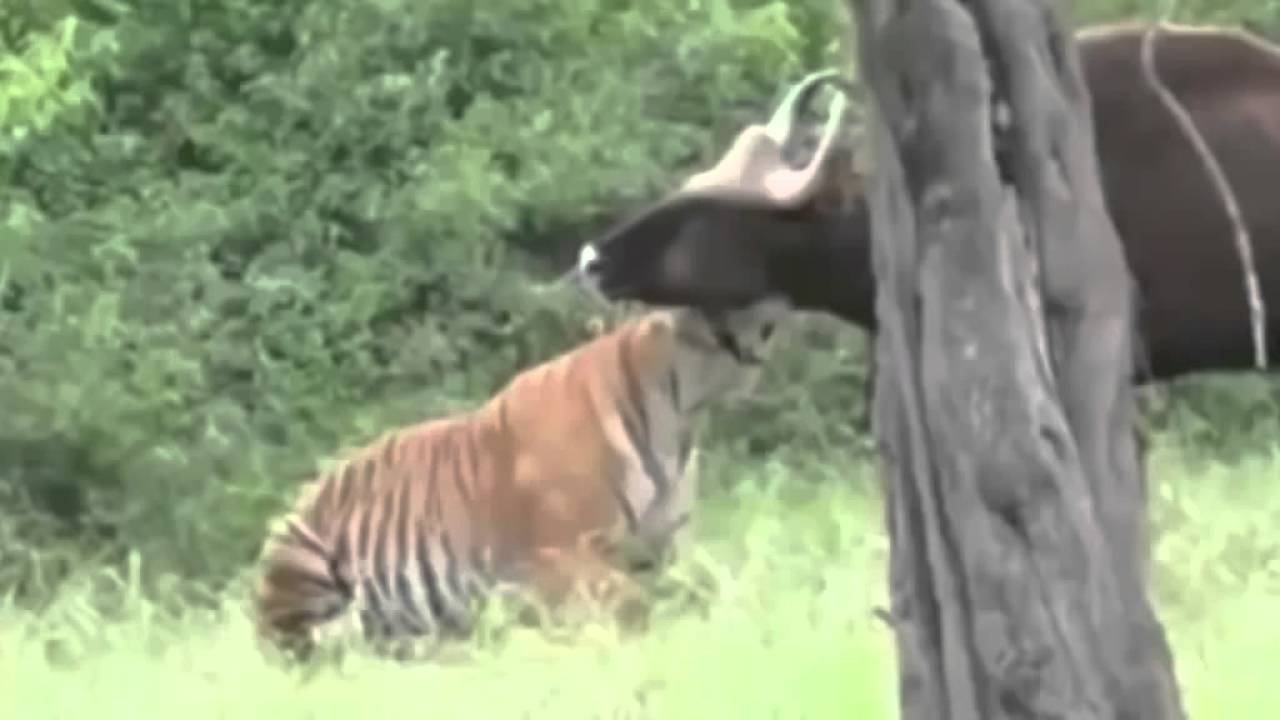 The Best Fighting Between Tiger Vs Buffalo To Death - Animal Attack ...