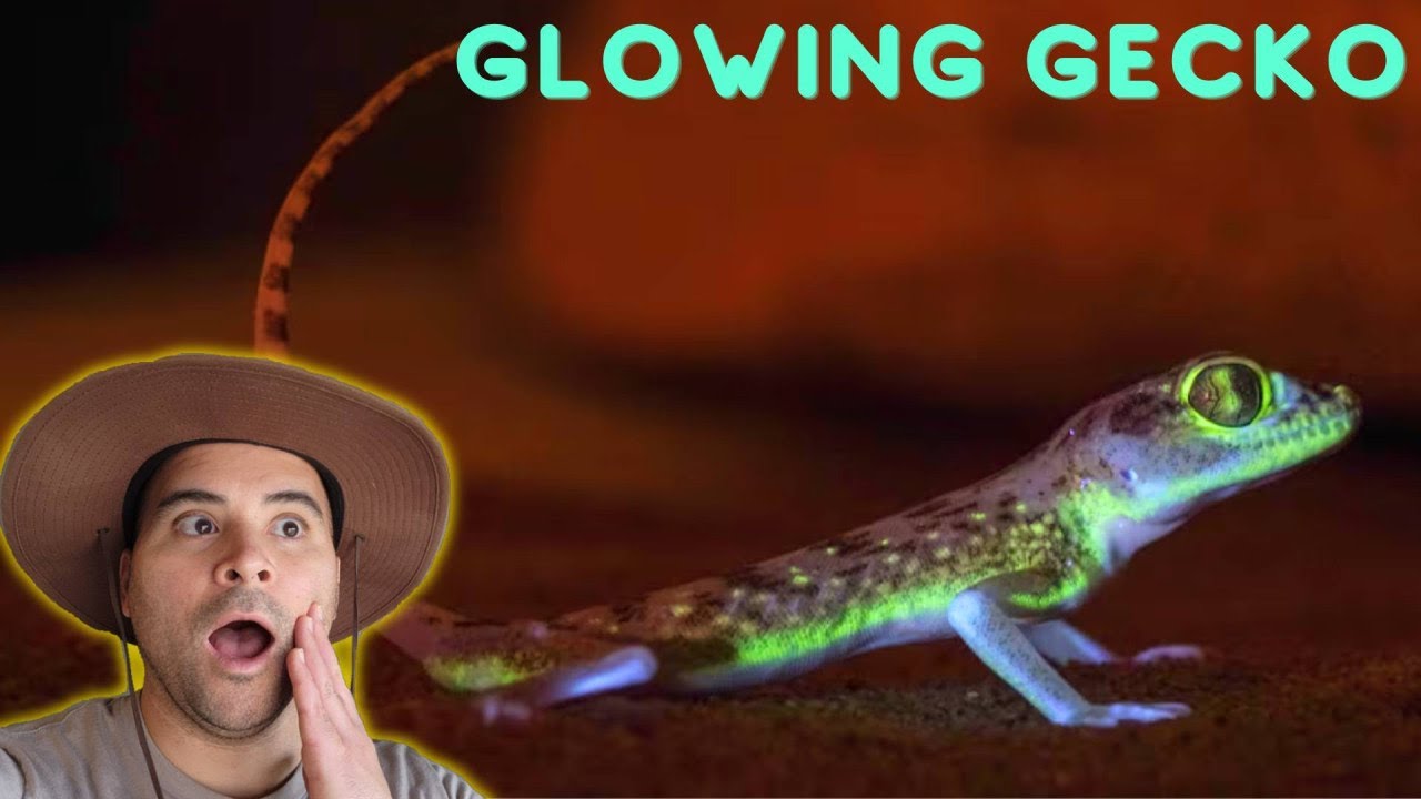 GLOW in the DARK gecko! - IRIDOPHORES! - *BREAKING NEWS* - YouTube