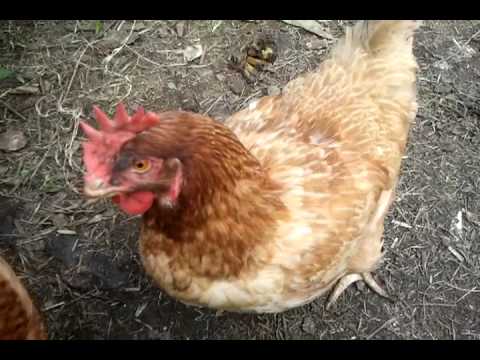 Ex battery hens debeaked but still pecking. - YouTube