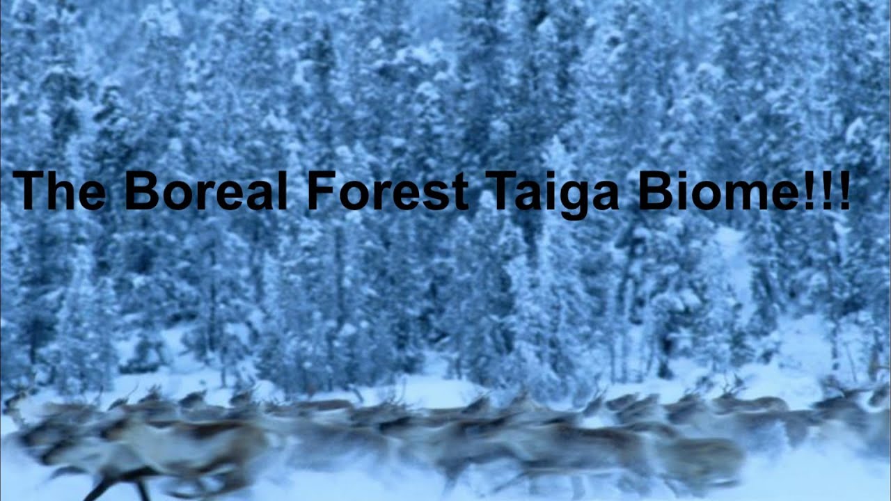 The Boreal Forest Taiga Biome Infomercial - YouTube