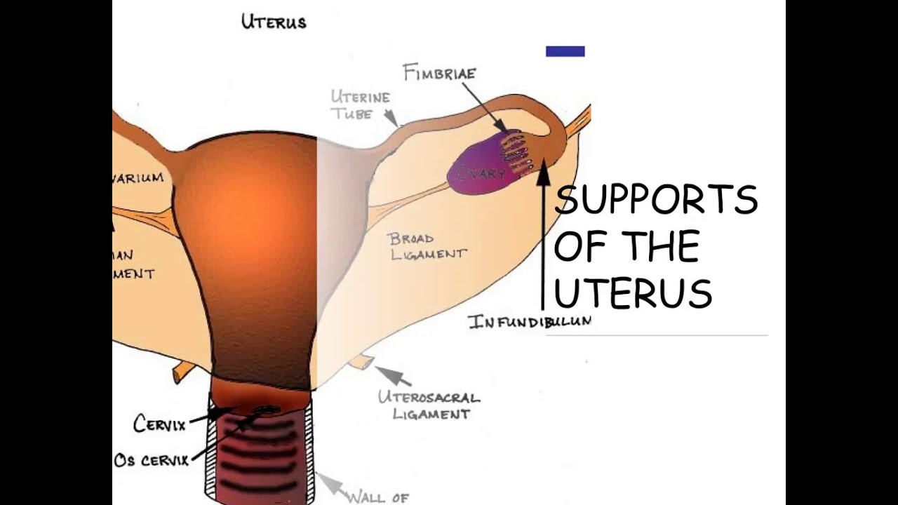 Supports of uterus - YouTube