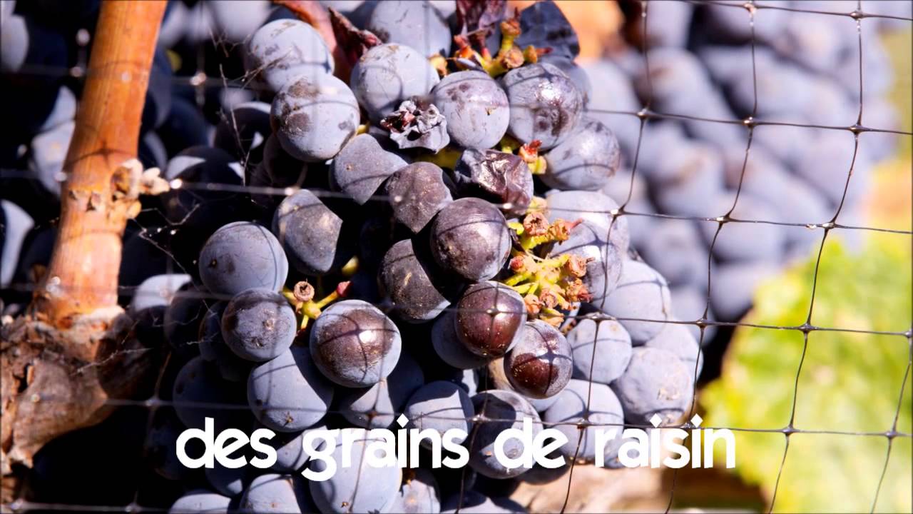 des grains de raisin - YouTube