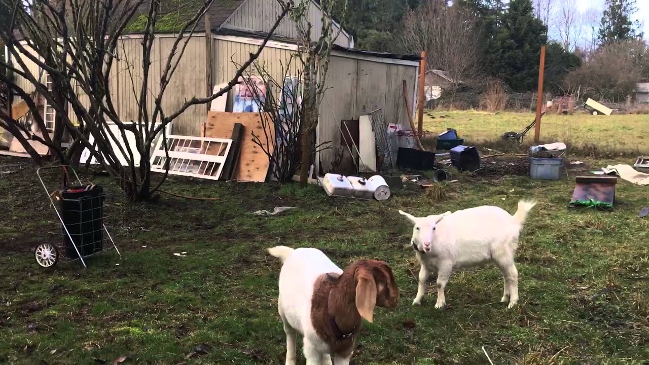 Daily Goat Crack - YouTube