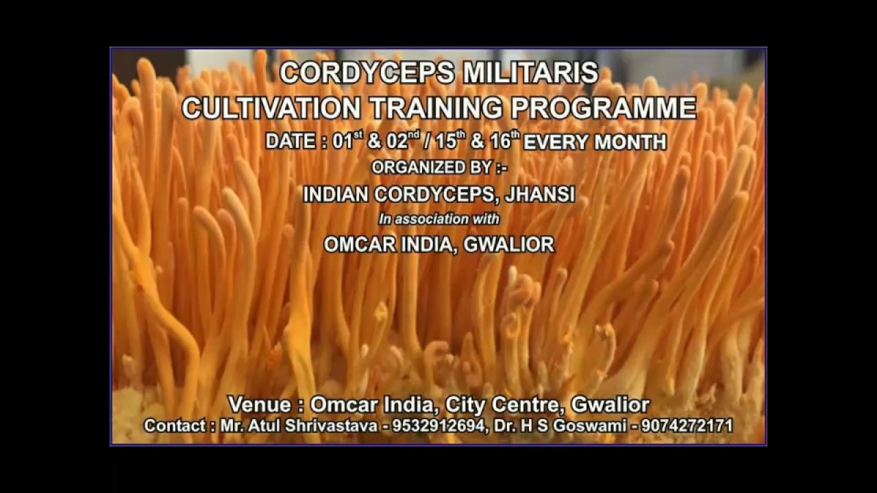 Cordiceps militaris Cultivation Training Programme/ cordiceps culture ...