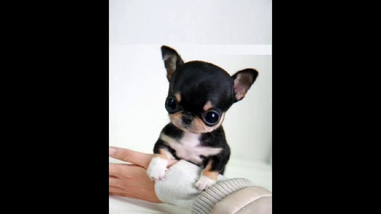 Bébé chien - YouTube