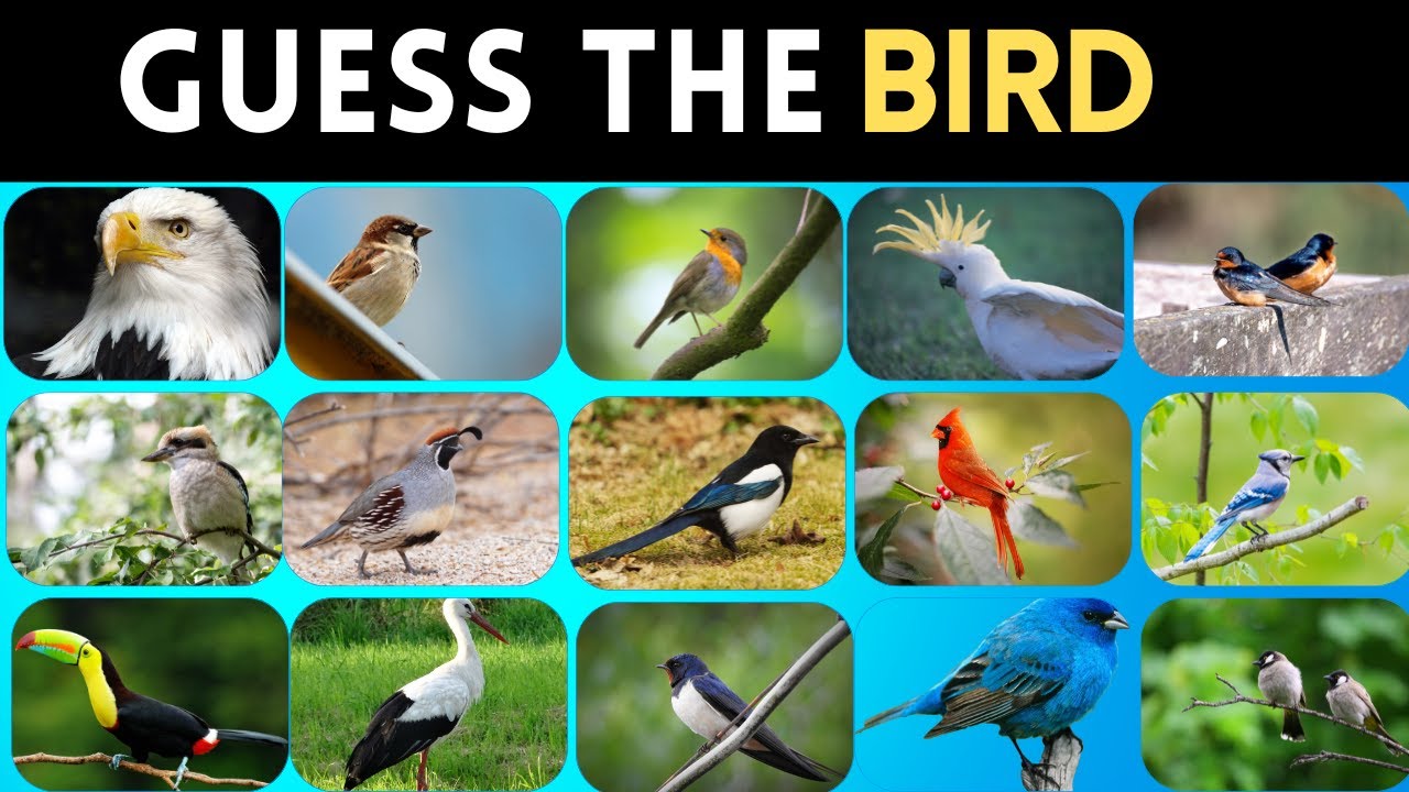 Guess the Bird Quiz in 5 second | Bird Family Quiz 2024 | Quiz Youtube ...