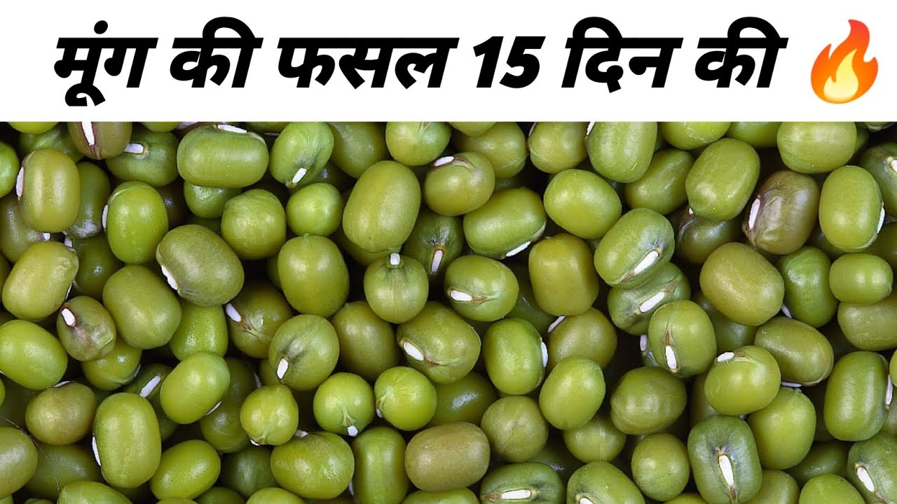 moong ki fasal 15 din ki 🔥🫢। मूंग की सबसे अच्छी वैरायटी ☺️#moong ...