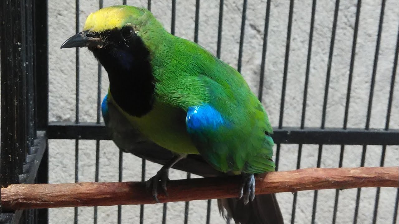Cucak hijau kepala kuning / cucak ijo medan gacor buat pancingan burung ...