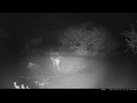 02 December 2024 duiker