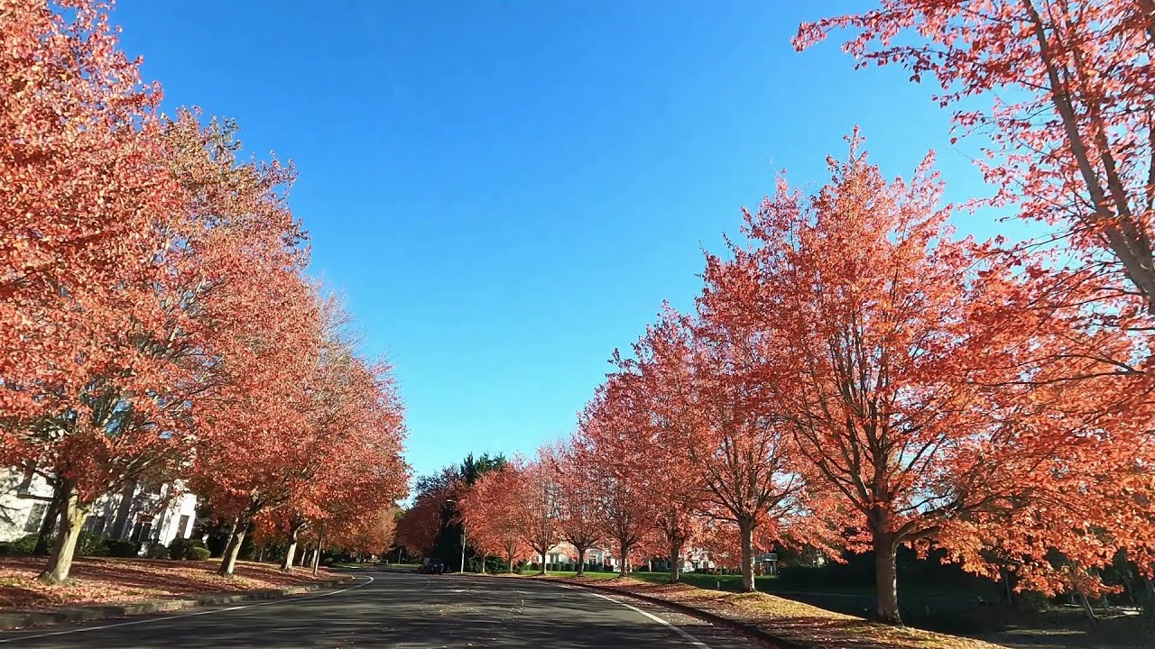 City of Kent WA Foliage Scenic Car Drive East Hill Thru Valley November ...