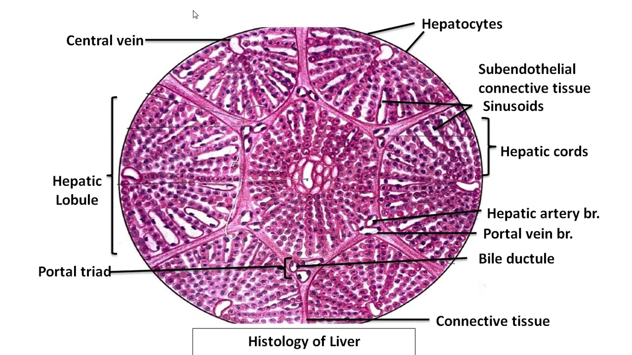 Portal Triad Histology