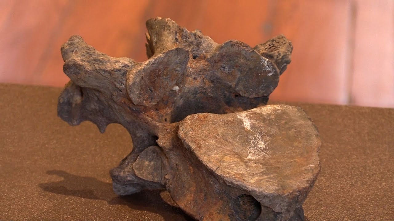 Lyceum Archives: Giant Sloth Vertebrae - YouTube