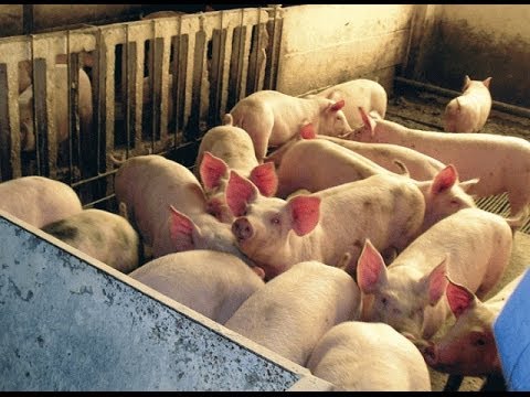 Unguru' Bulan - Porcul Online (S15E72) - YouTube