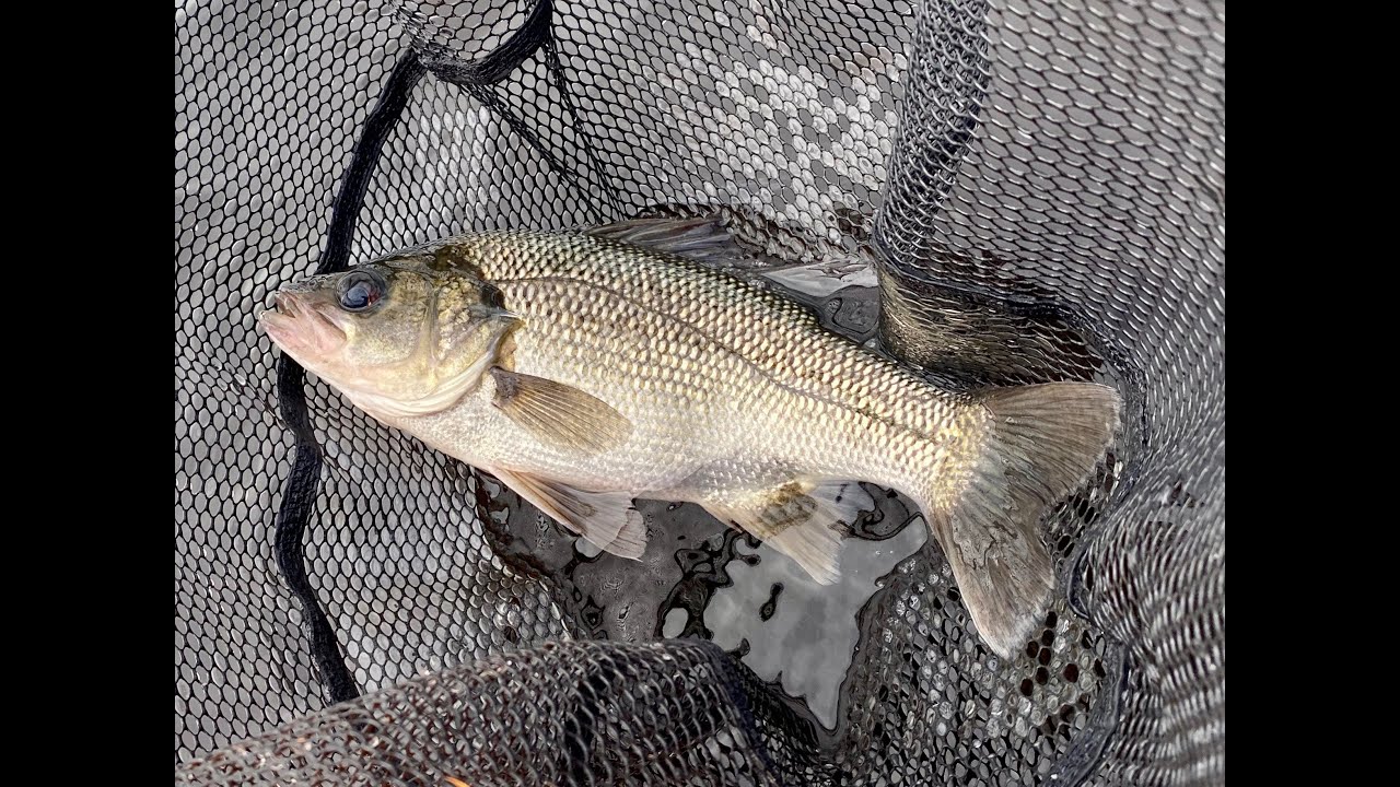 PTP Fishing - Time to check out North Pine Dam again - YouTube