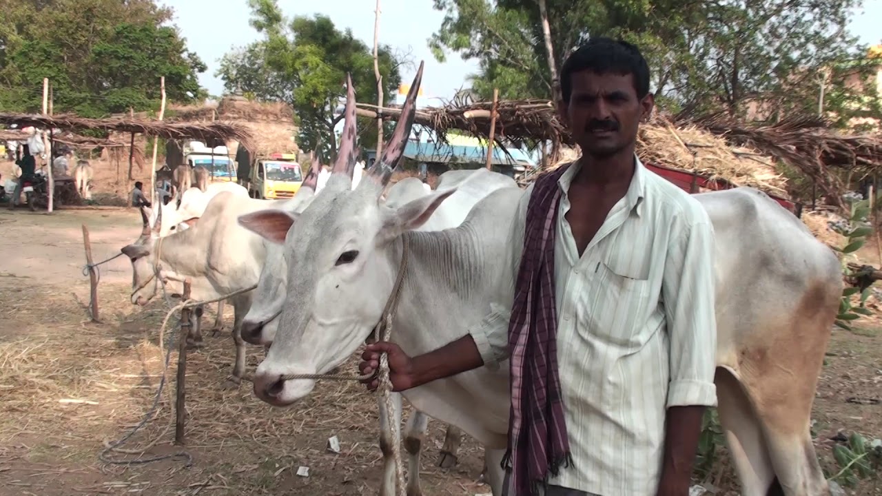 Farmer brought 5 pairs of oxen to Chelur fair - YouTube