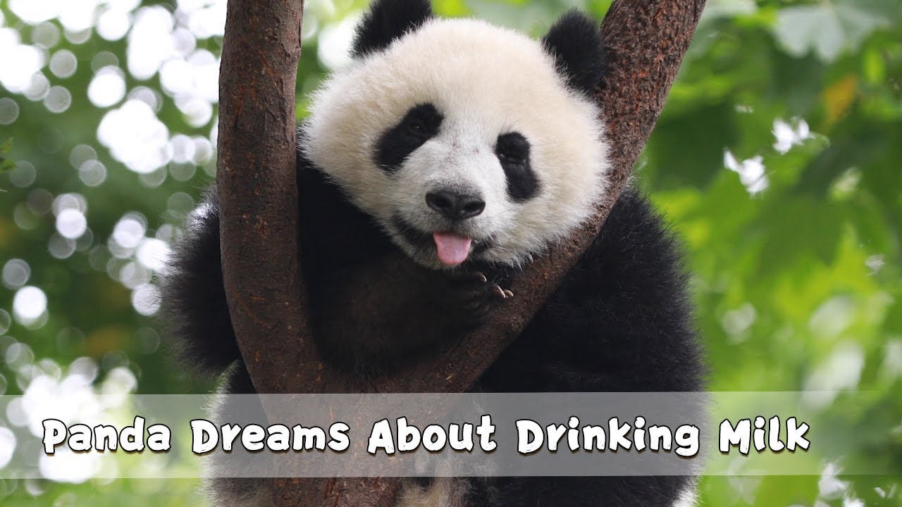 Panda Dreams About Drinking Milk | iPanda - YouTube