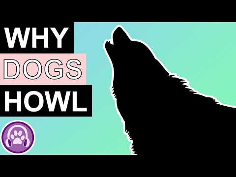 Why Do Dogs Howl? - What Do Their Howls Mean? - YouTube
