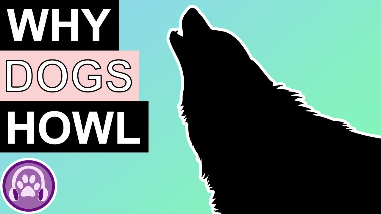 Why Do Dogs Howl? - What Do Their Howls Mean? - YouTube
