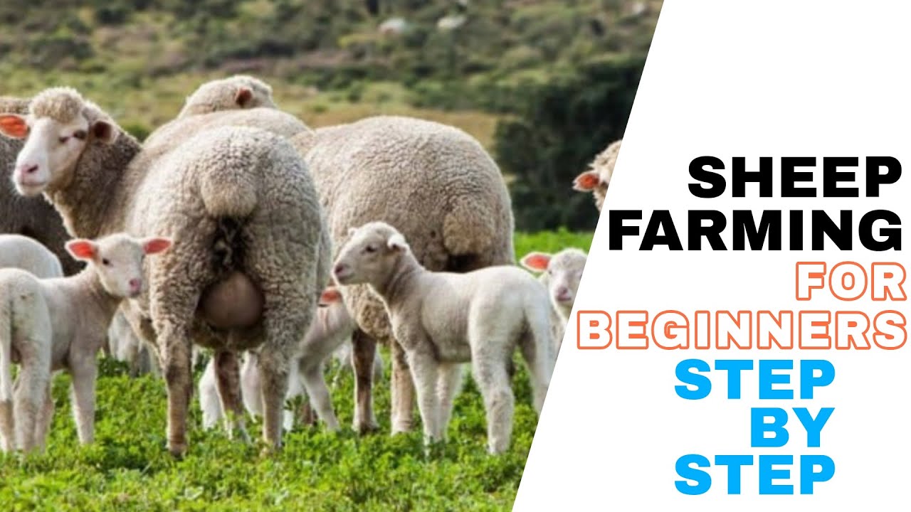 How to start a sheep farm || Sheep farming for beginners|| - YouTube