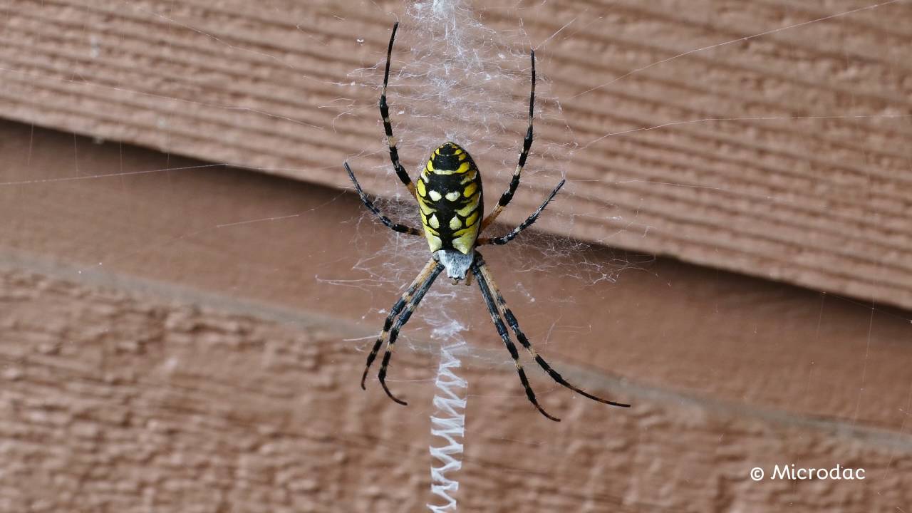 Just a spider. - YouTube