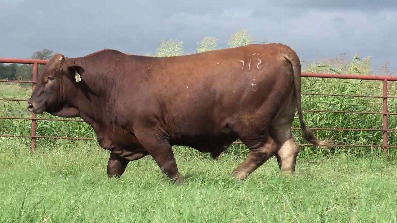 Red River Beefmaster Bull Sale 2018 - YouTube