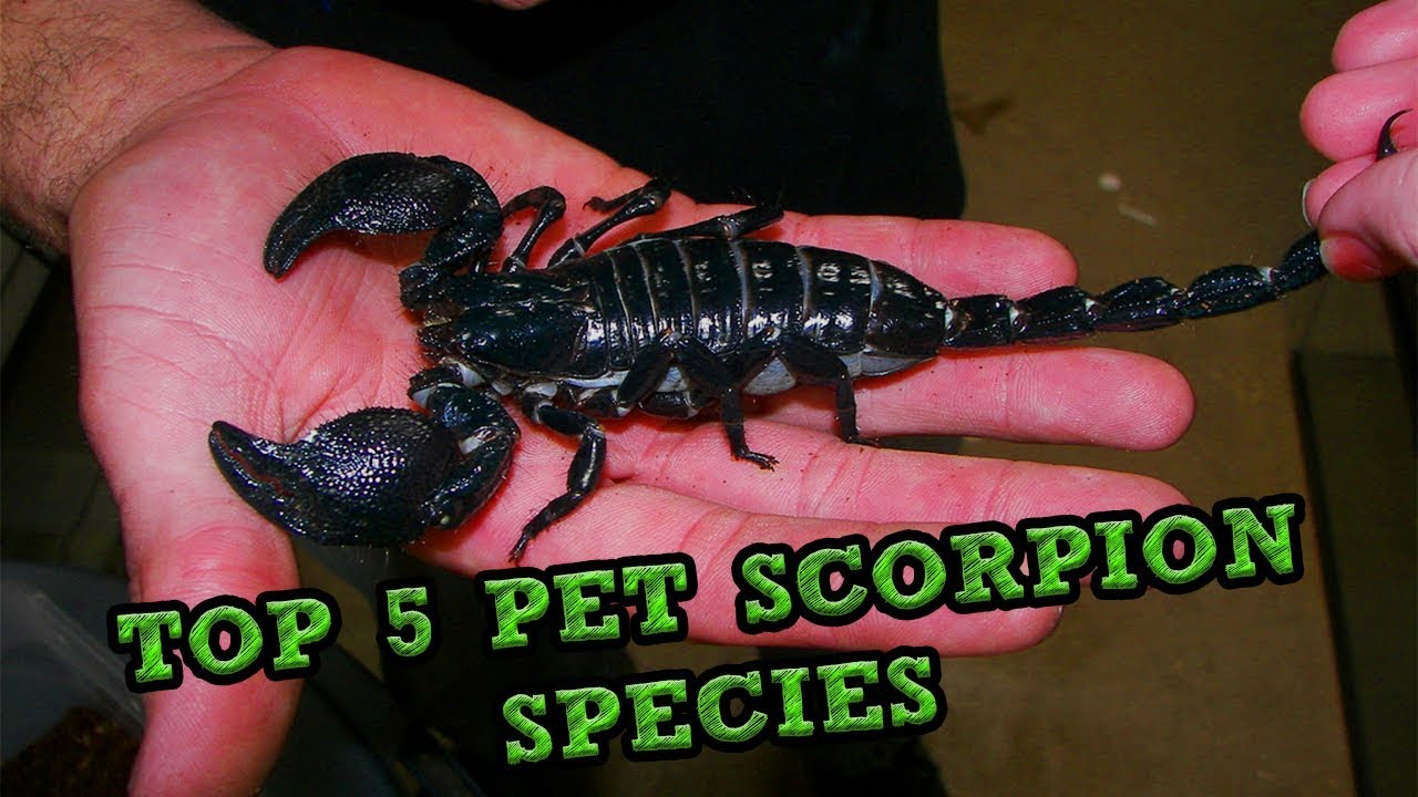 Top 5 Pet Scorpion Species - YouTube