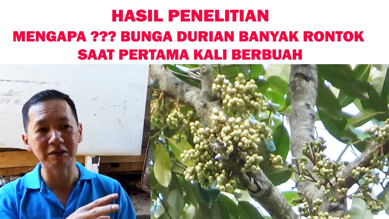 Hasil Penelitian Mengapa Bunga & Buah DURIAN Rontok Saat Pertama ...