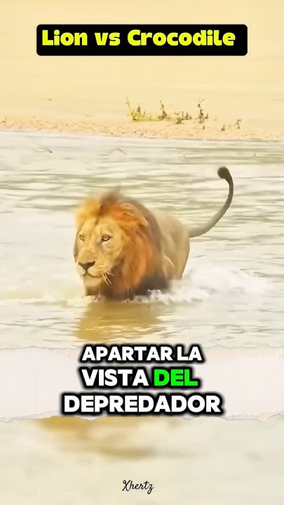 IMPACTANTE ENCUENTRO!! Lion vs cocodrilo 🐊🦁 #curiosidades #lion #cocodrilo #animales - YouTube