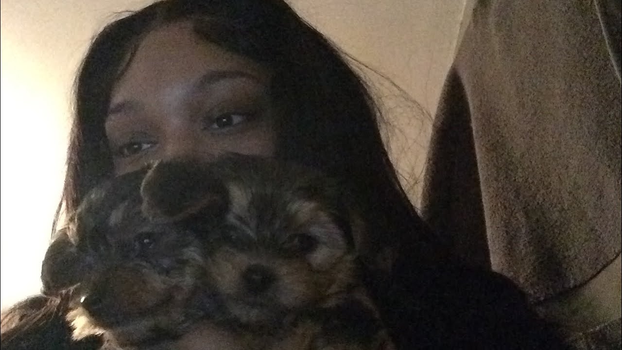 YORKIE PREGNANCY 🤍 | Birth - 11 weeks | tea-cup yorkie - YouTube