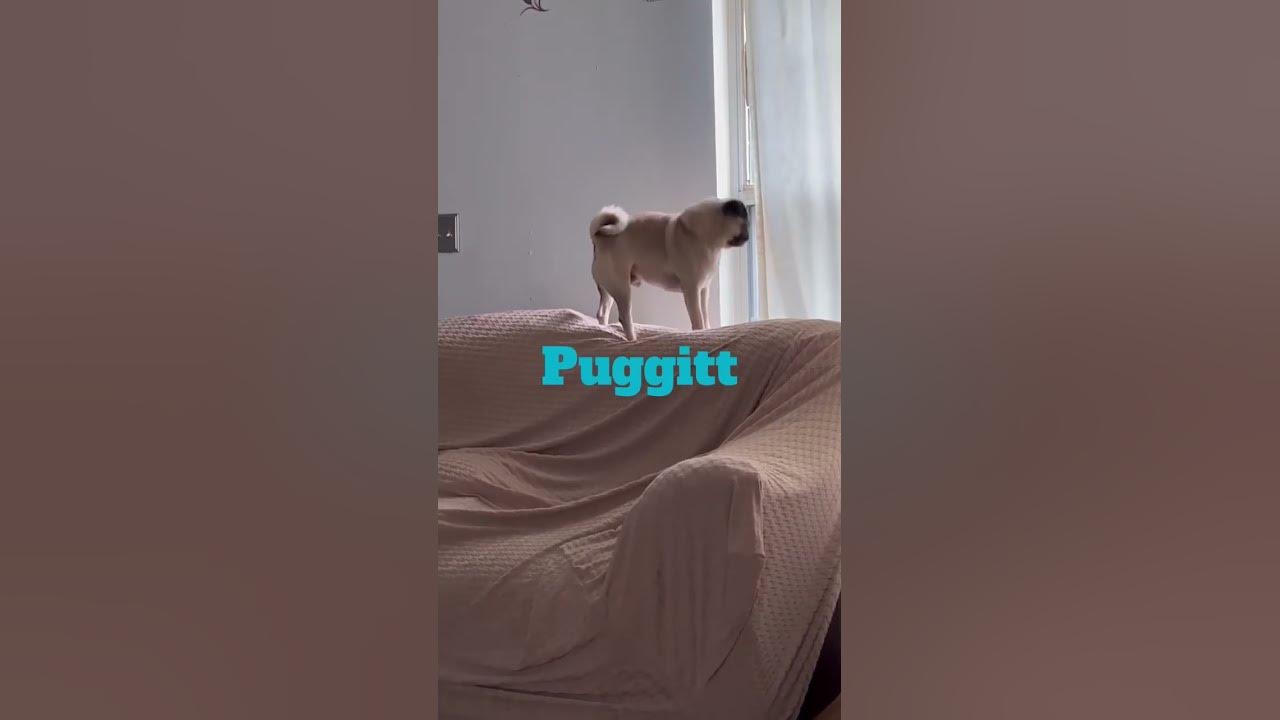 Bark of the day | is it legal for kids to walk in the street? 😂| try ...